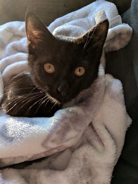 Bunchgrass Veterinary Veterinarian Colfax Washington 21 Reviews