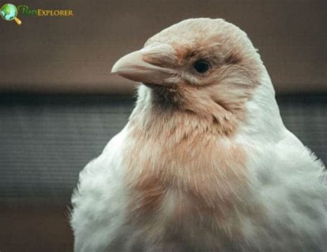 Albino Crows White Crows Rare Genetic Mutation Bioexplorer