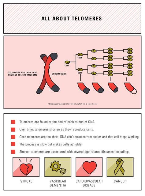 The Aging Factor You Cant Really Control Genes Health Perch