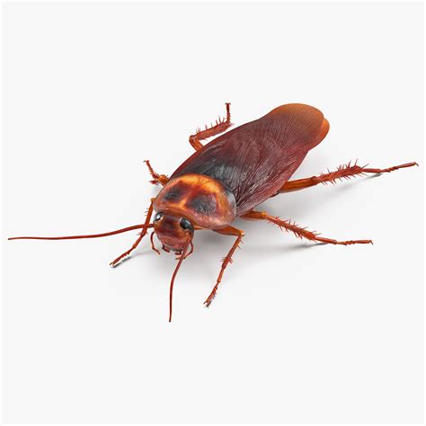 Animated Cockroach Cleans Paw Rigged For Maya 3d Model 149 Ma Free3d