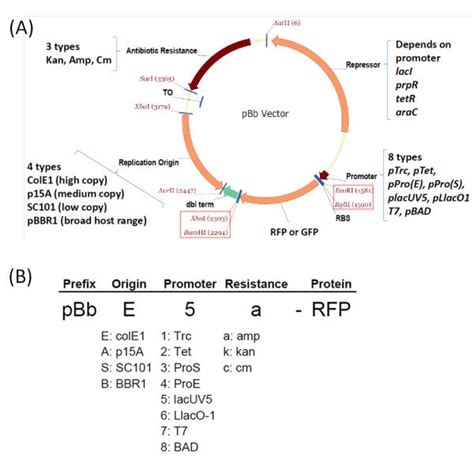 Plasmid Design And Nomenclature Of Bglbrick Plasmids Pbb A Plasmid