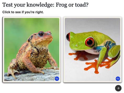 Whats The Difference Between A Frog And A Toad Britannica