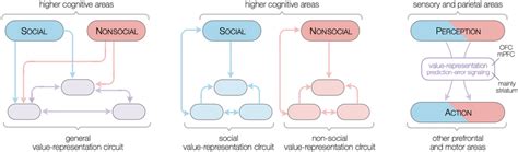 Candidate Neural Architectures Subserving Social And Nonsocial Value Download Scientific
