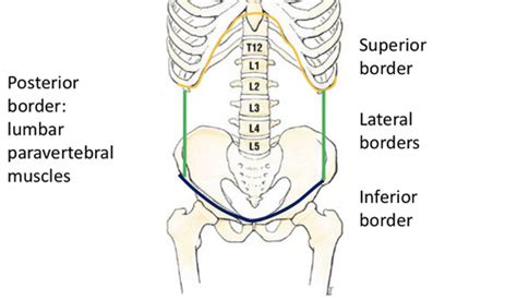 Xiphisternal Joint