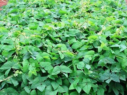 Mucuna Preta Mucuna Aterrima