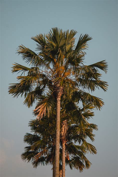Free Images Natural Sky Terrestrial Plant Arecales Trunk Palm