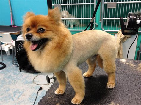 Pomeranian With Haircut Top Inspiration 49 Short Haircut Pomeranian