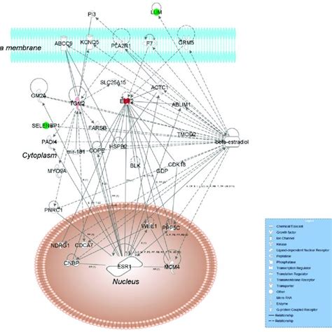 Molecular Interaction Ingenuity Pathway Analysis Ipa ® Network Download Scientific Diagram