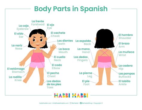 Parts Of The Body In Spanish Worksheet