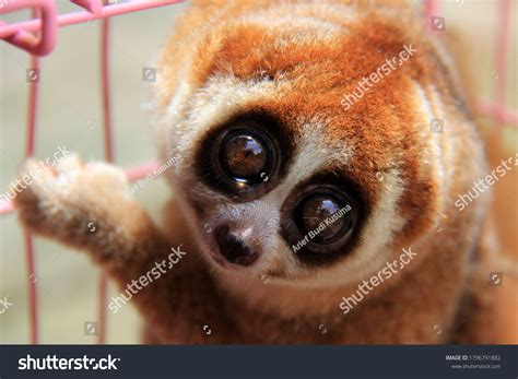 Slow Loris Cute Overload