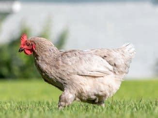 Rhode Island Red All You Need To Know Chickens And More