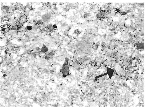 Unsorted Massive Lapilli Tuff And Fine Limestone Cemented Volcanic