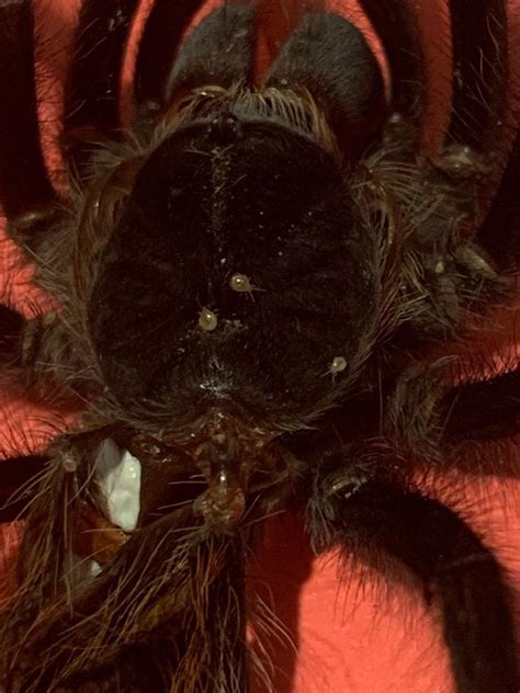 My Female G Acteon Molted Today And When I Recovered The Molt I