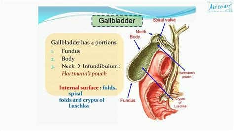Gallbladder Anatomy Hartmann Pouch