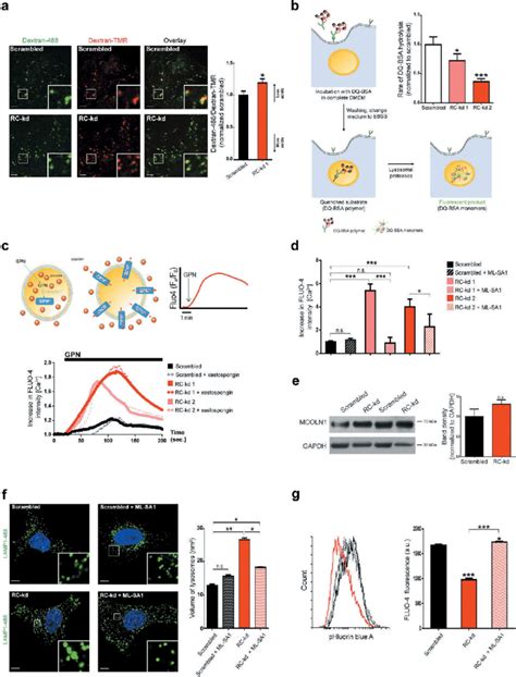 Respiratory Chain Deficiency Causes Impaired Lysosomal Function And