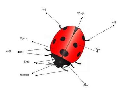 Diagram Of Ladybug Ladybug Anatomy Diagram