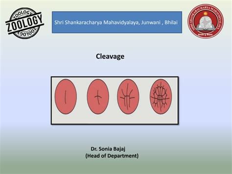 Cleavage Types Of Cleavage Pptx