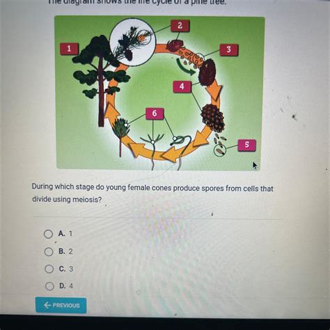 Pine Life Cycle Haploid Diploid