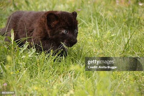 Black Panther Cub Photos And Premium High Res Pictures Getty Images