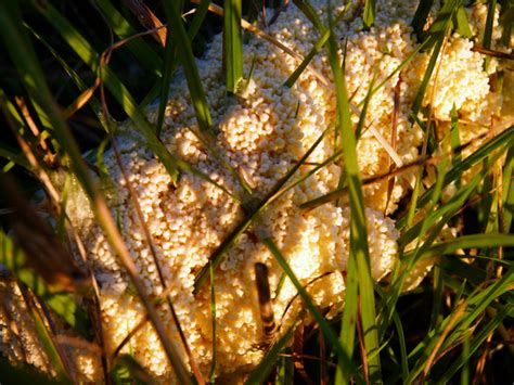 Autumn Slime Mould Species In Grassland © Zorba The Geek Geograph