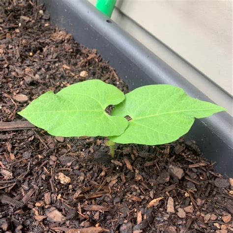 What Does It Mean When Common Bean Blooms