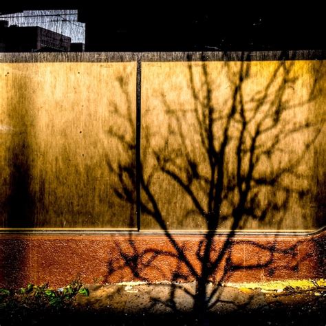 Premium Photo Shadow Of Tree On Wall