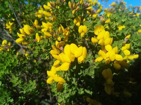 Thick Silverpod From Fernglen Port Elizabeth 6045 South Africa On