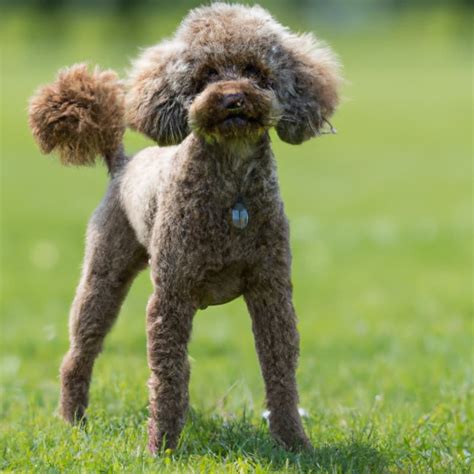 Irish Wolfhound Poodle Mix Meet The Wolfadoodle