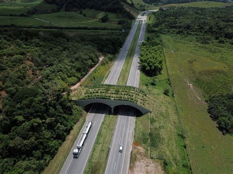 Construyeron Un Puente Para Monos Sobre Una Autopista En Río De Janeiro