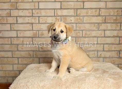 Cocker Spaniel Brown Lab Mix