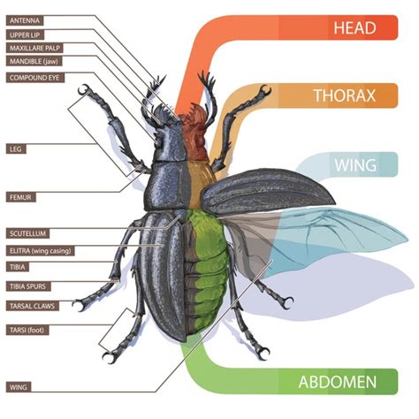 Beetle Body Parts And Functions