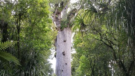 Tāne Mahuta Walk Waipoua Forest Northland