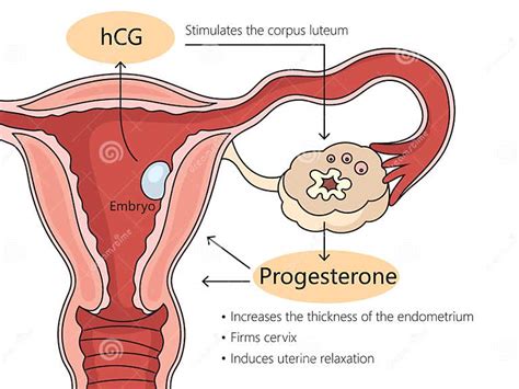 Human Chorionic Gonadotropin Medical Science Stock Illustration