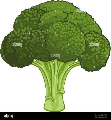 Broccoli Vegetable Cartoon Food Drawing Stock Vector Image And Art Alamy