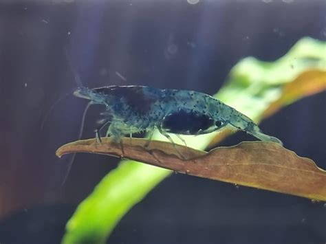 Anyone Know How I Can Protect Turtle Eggs I Tried This And It Seems To