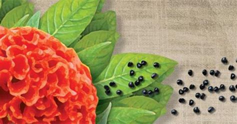 가슴으로 읽는 동시 맨드라미