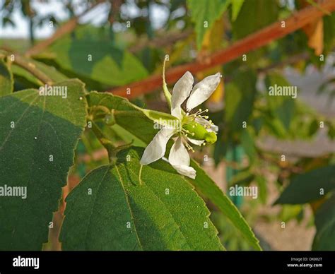 Muntingia Calabura Jamaica Cherry Panama Cherry Singapore Cherry