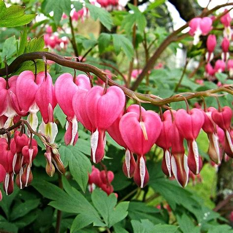 Bleeding Heart Roots Flower Bulbs Eden Brothers