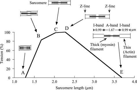 Active Tension Generated By Muscle Sarcomere As A Function Of Its Download Scientific Diagram