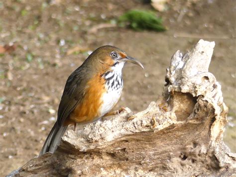Timaliidae Aves Do Mundo