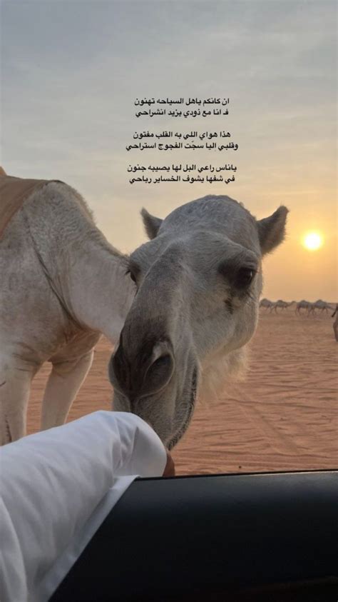 「ناقة」おしゃれまとめの人気アイデア｜pinterest｜haya Al Omran