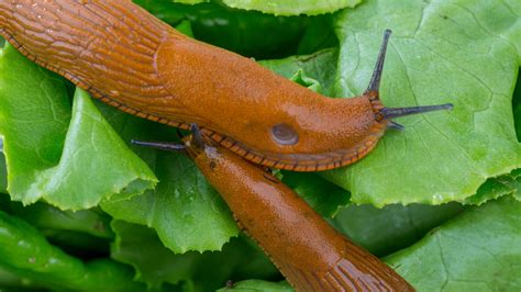 Is The Solution To Keeping Snails And Slugs Out Of Raised Beds Already