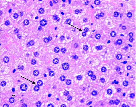 Liver Cell Microscope