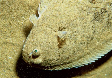 Common Sole Laquàrium