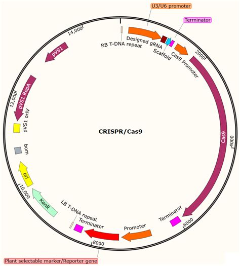 Crispr Cas9 Vector Crispr Cas9 Arn Guide Ifkplg