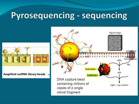 Ppt Pcr Gel Powerpoint Presentation Free Download Id1604797