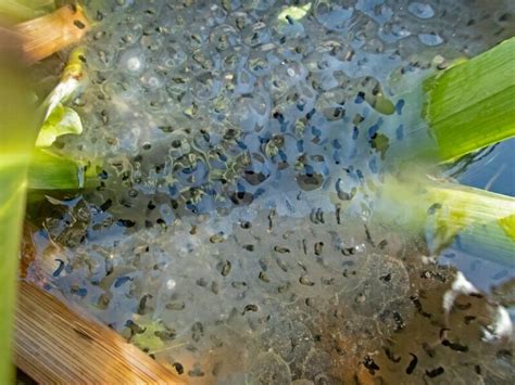 What Do Frog Eggs Look Like Id Guide 42 Helpful Pictures