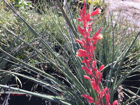 Red Yucca Southwest Nursery Wholesale Landscaping Supplies Dallas