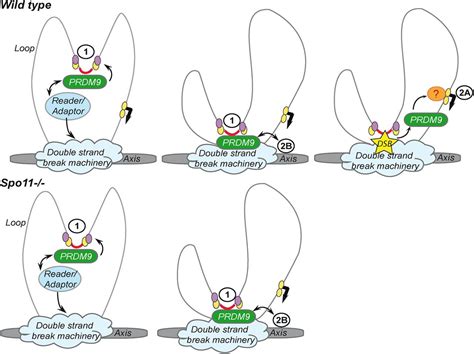 in vivo binding of prdm9 reveals interactions with noncanonical genomic
