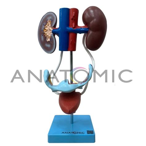 Modelo De Anatomia Do Sistema Urinario